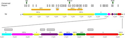Frontiers | A Multiplex and Colorimetric Reverse Transcription Loop-Mediated Isothermal ...